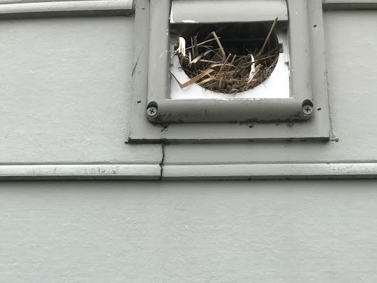 Bird Problems in Homes - Backyard Wildlife Solutions
