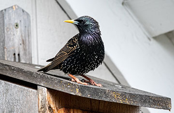 Starlings in PA - Backyard Wildlife Solutions