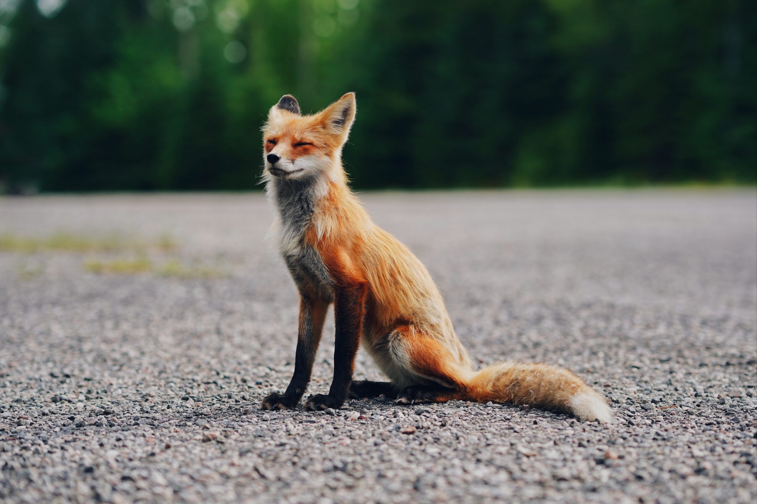 Foxes in Pennsylvania - Backyard Wildlife Solutions