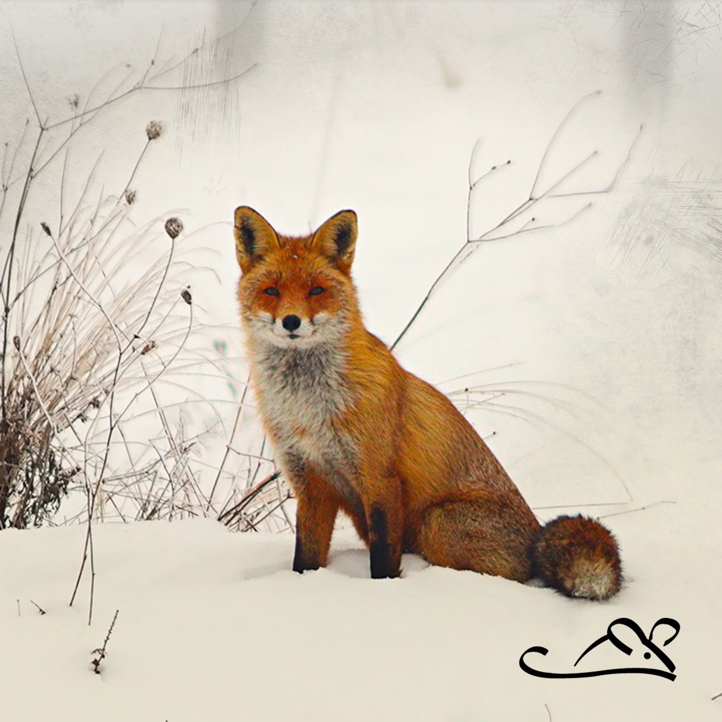 Winter Storms and Wildlife - Backyard Wildlife Solutions
